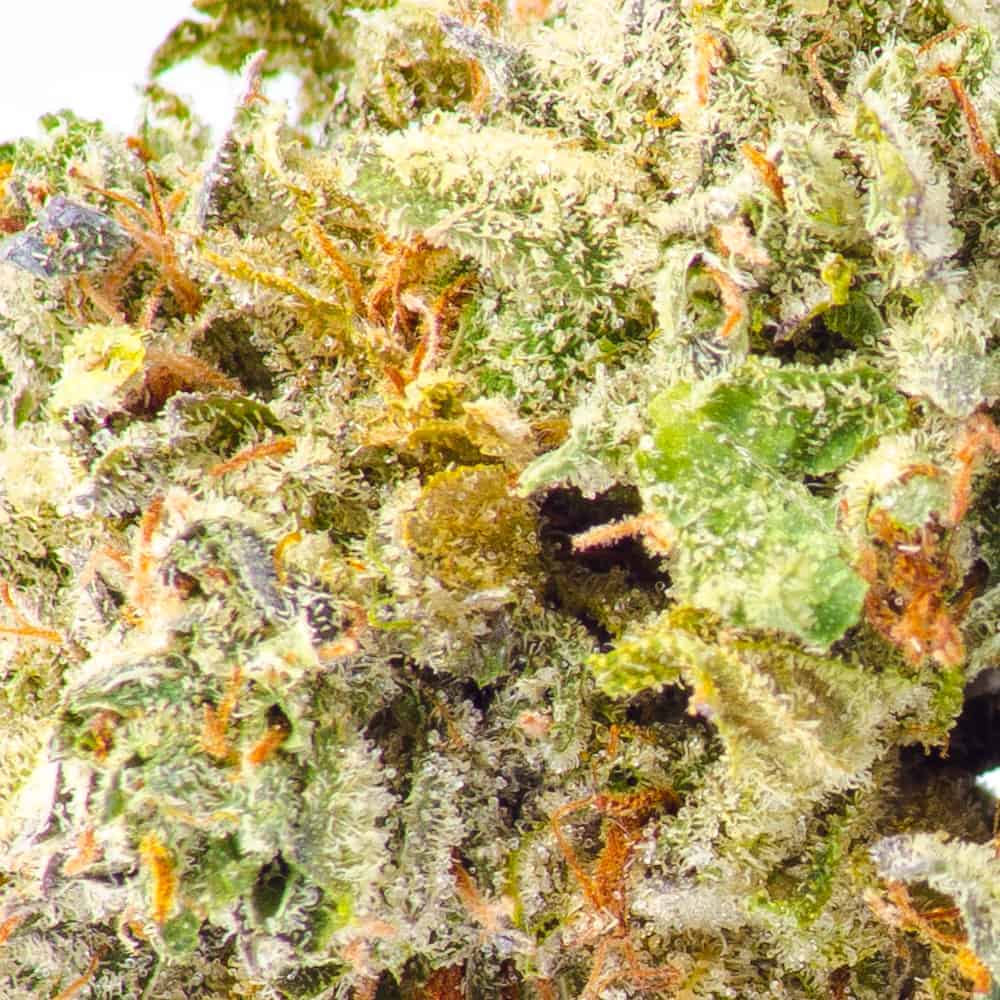 Chemo – Indica | Goldbuds