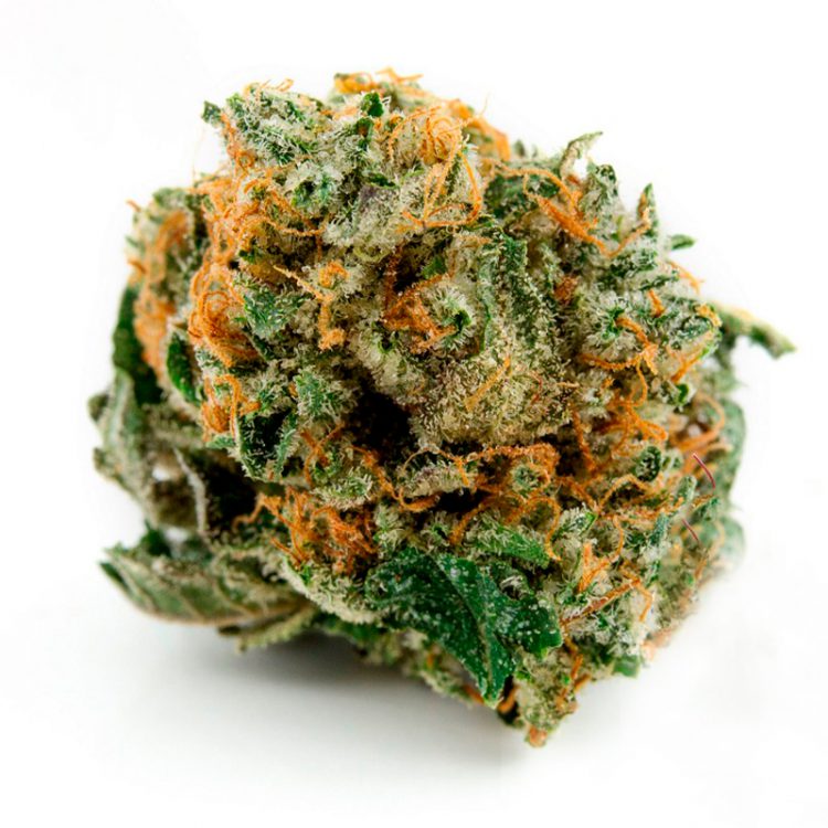 Burning Duke – Single V3 | Goldbuds